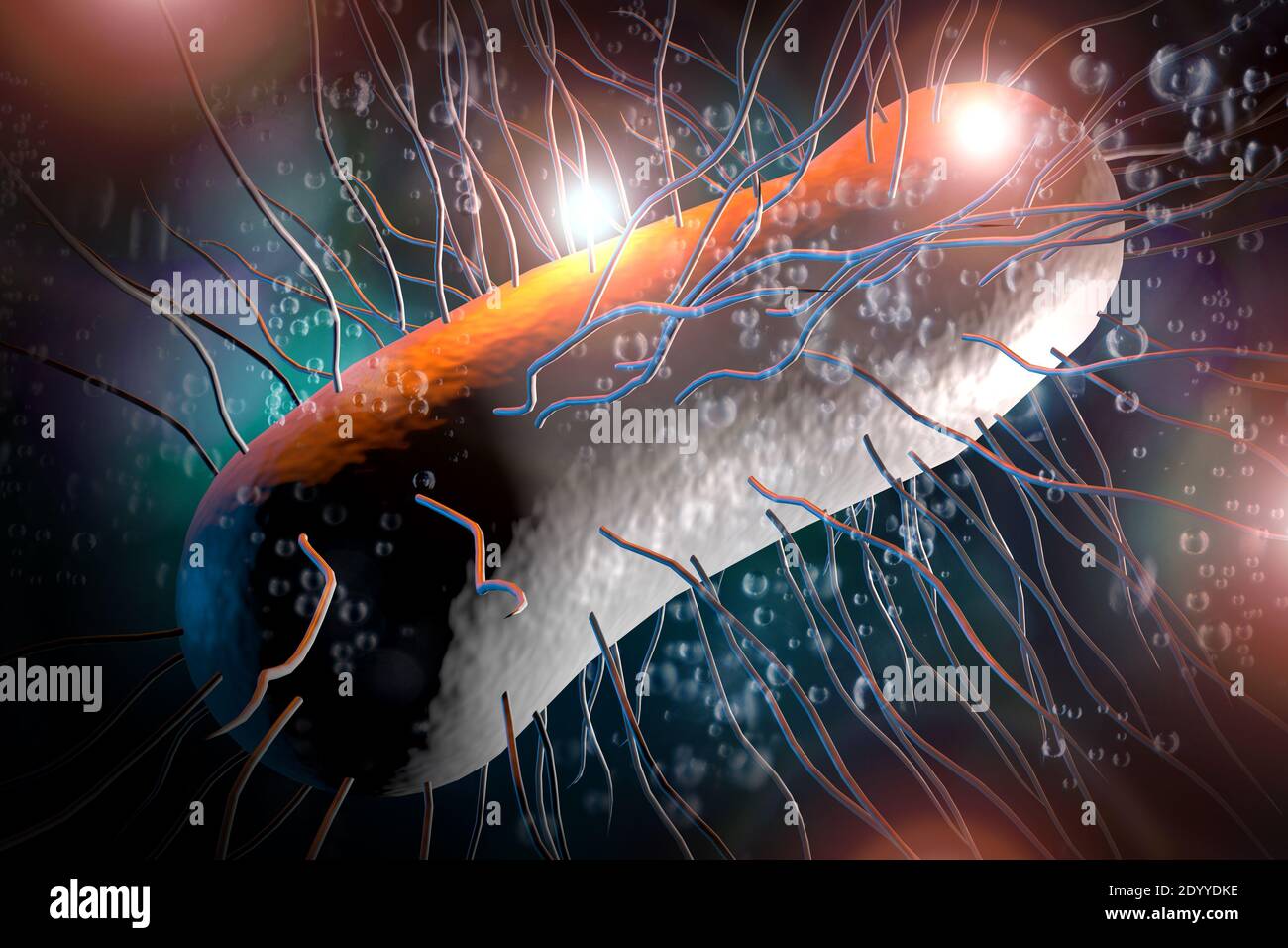 Escherichia coli also known as Ecoli bacteria health science concept 3D ...