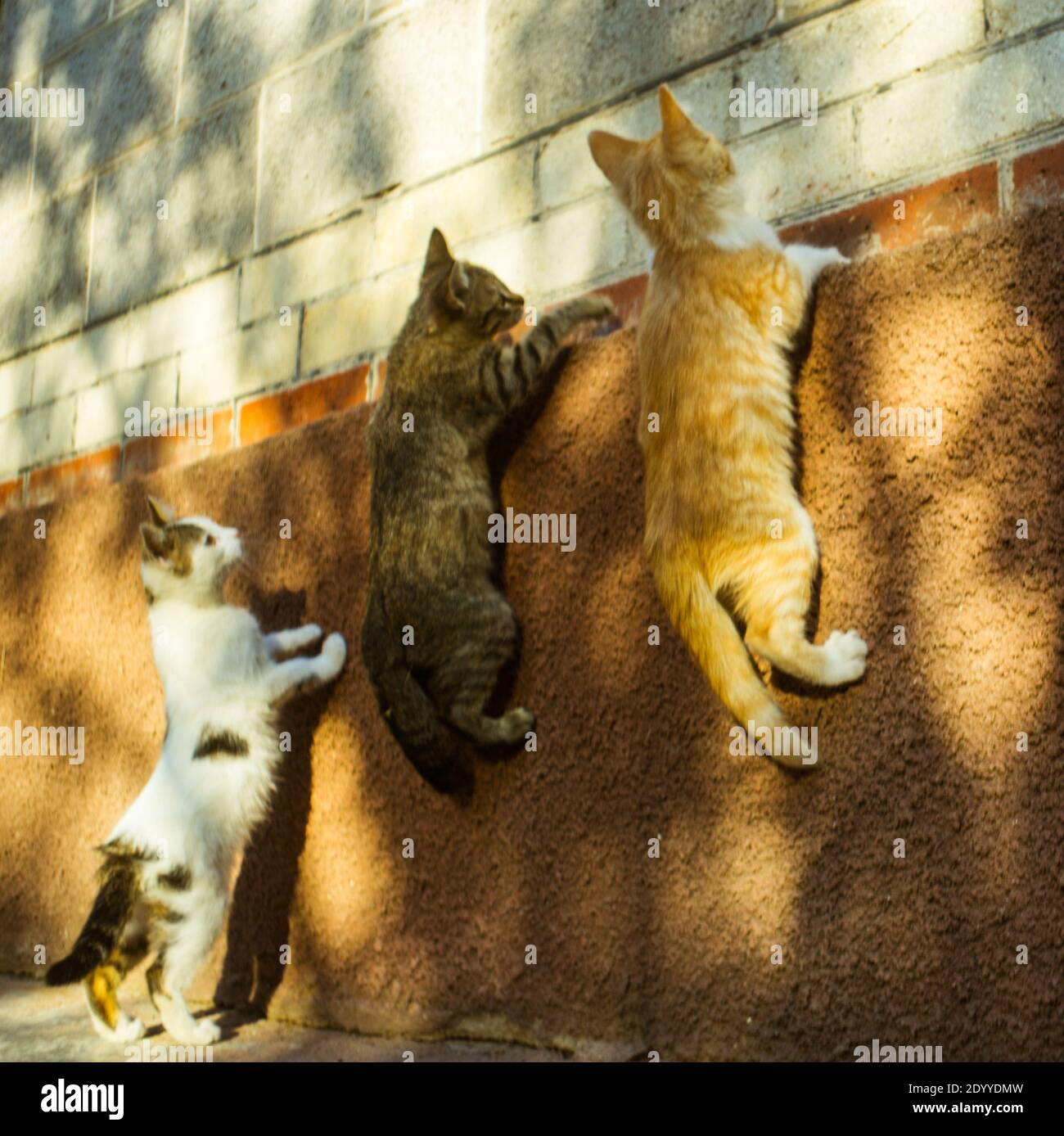 three funny cats are competing who will jump higher on the wall of the ...