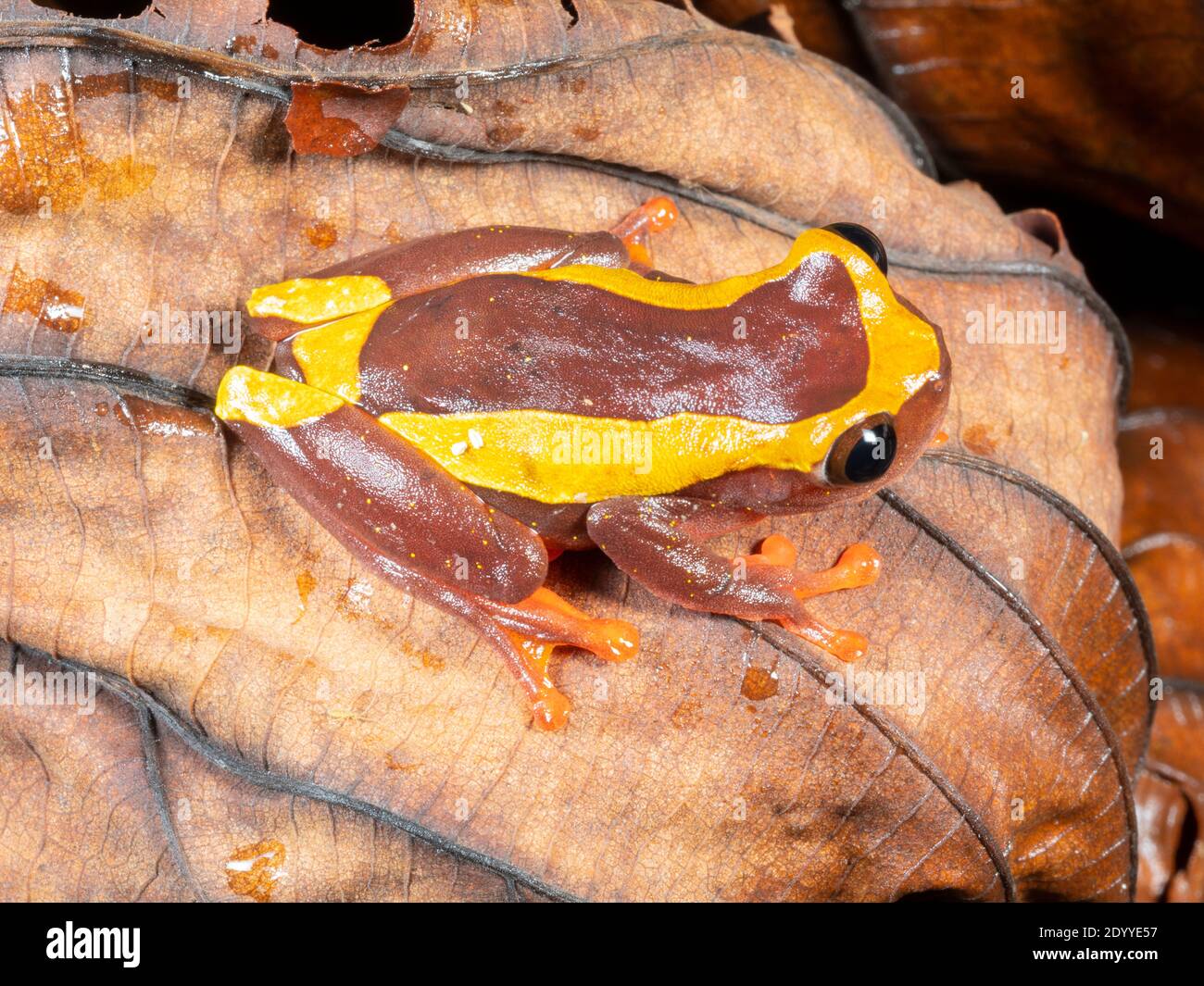 Upper Amazon Treefrog (Dendropsophus bifurcus), female sitting on a ...