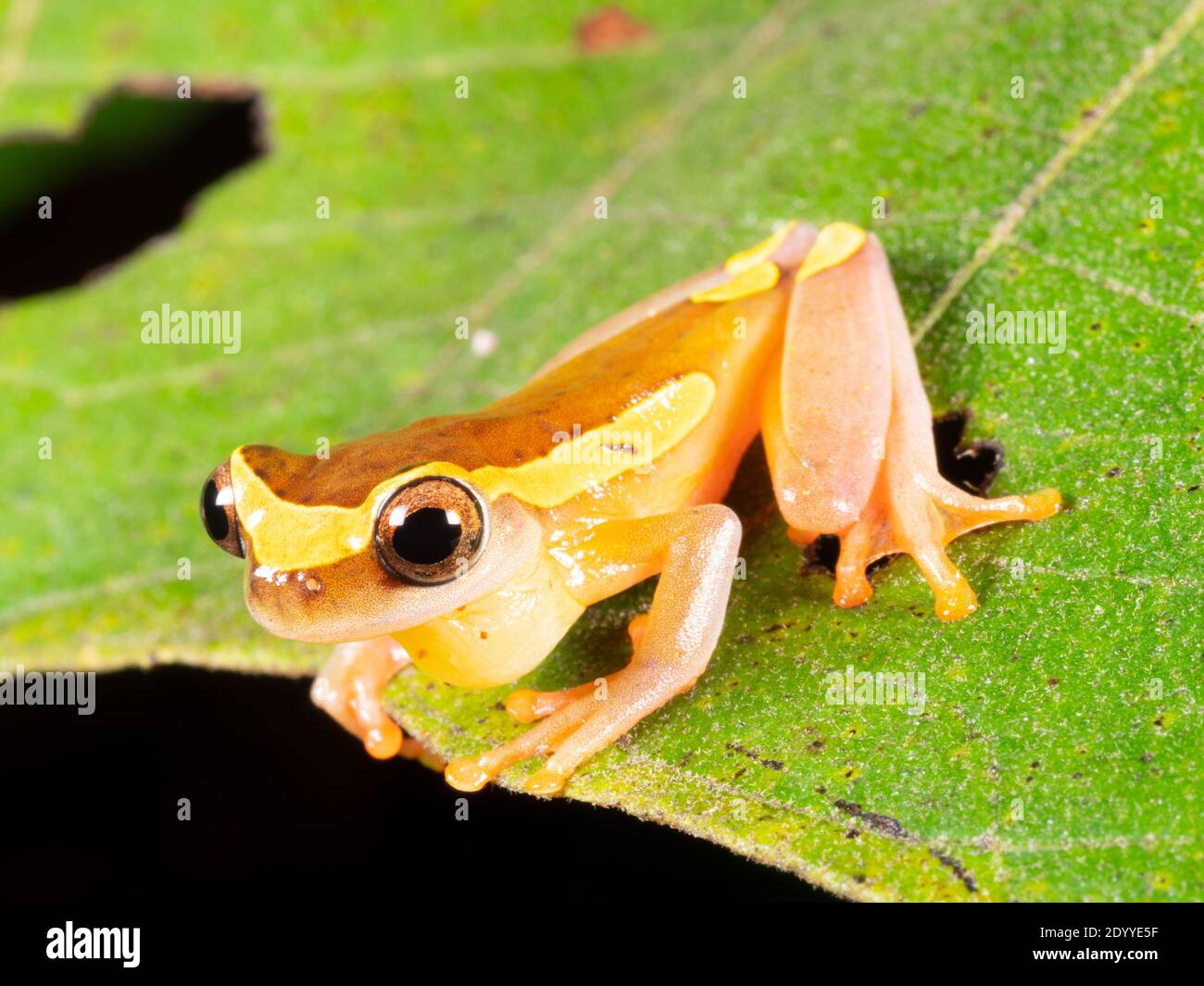 Upper Amazon Treefrog (Dendropsophus bifurcus), Male calling on a leaf ...