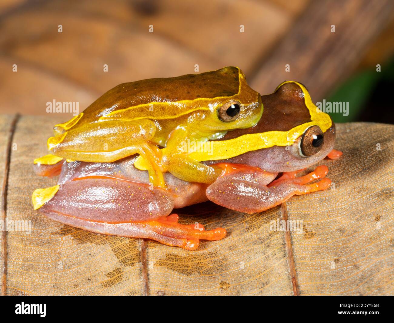 Upper Amazon Treefrogs (Dendropsophus bifurcus), pair in amplexus ...