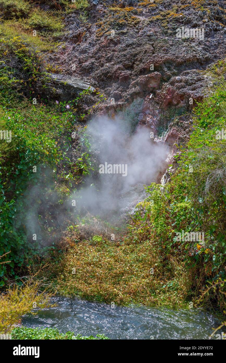 Fumaroles at Wairakei thermal valley in New Zealand Stock Photo - Alamy