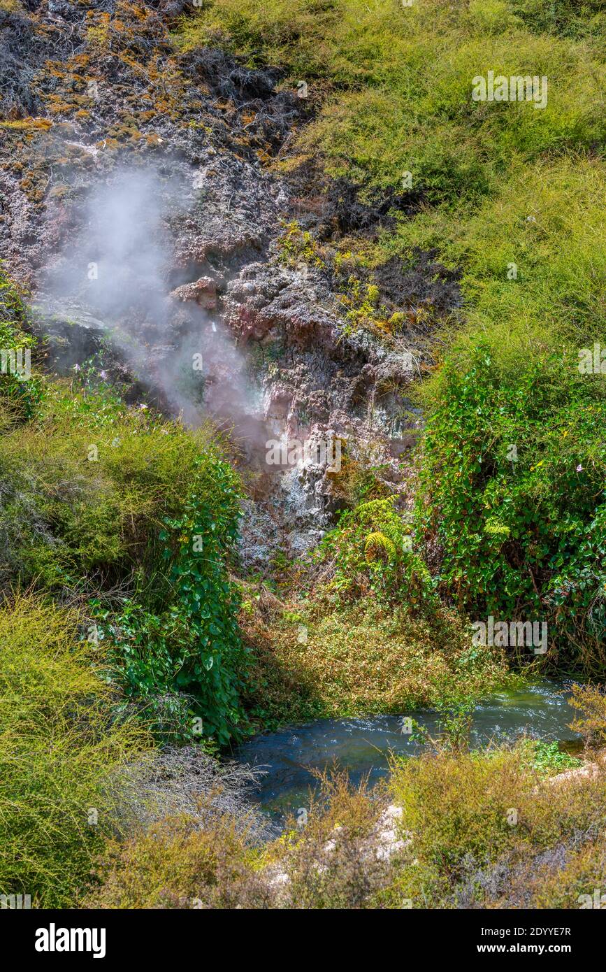 Fumaroles at Wairakei thermal valley in New Zealand Stock Photo - Alamy