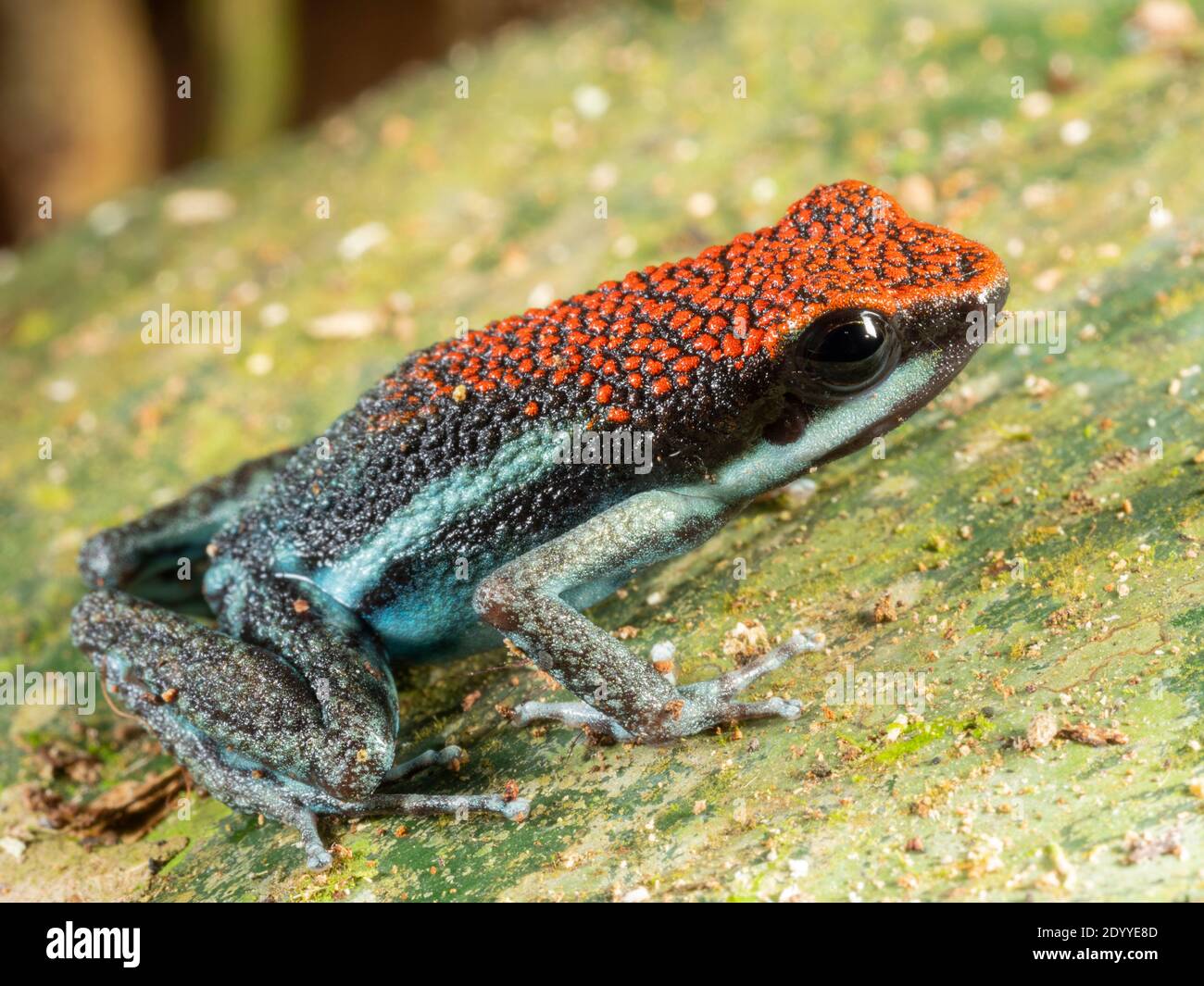 Ruby Poison Frog (Ameerega parvula) in rainforest, Ecuador Stock Photo ...