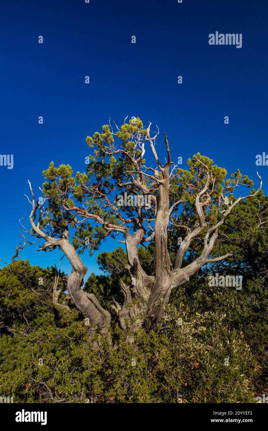 Alligator tree hi-res stock photography and images - Alamy