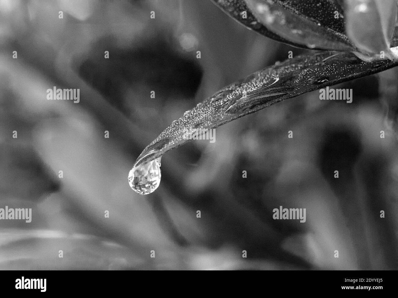 Drip tip Black and White Stock Photos & Images - Alamy