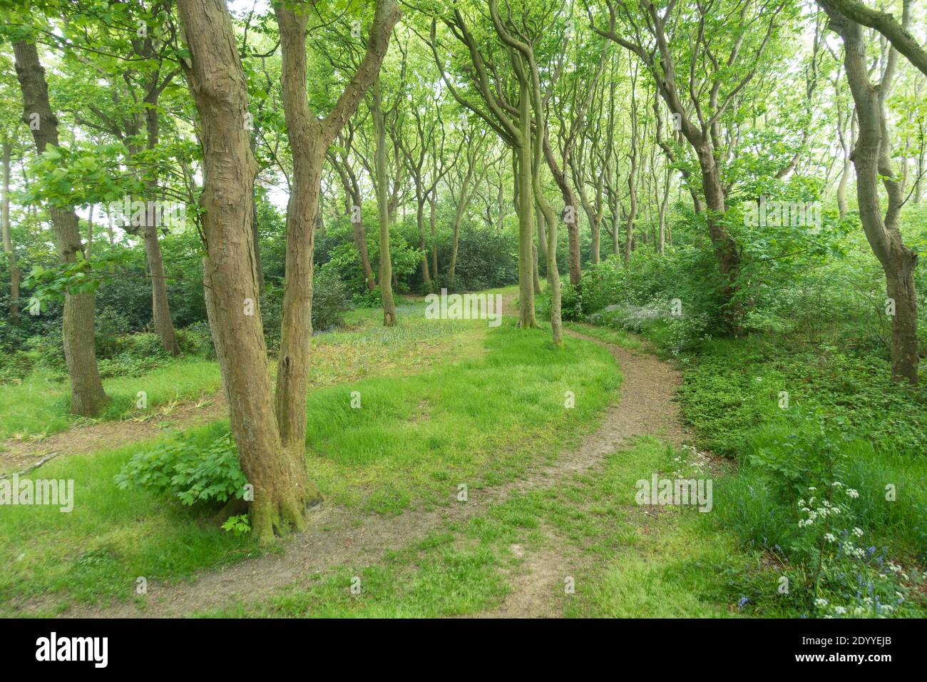 A Pathway in a green forest with grass and trees Stock Photo - Alamy