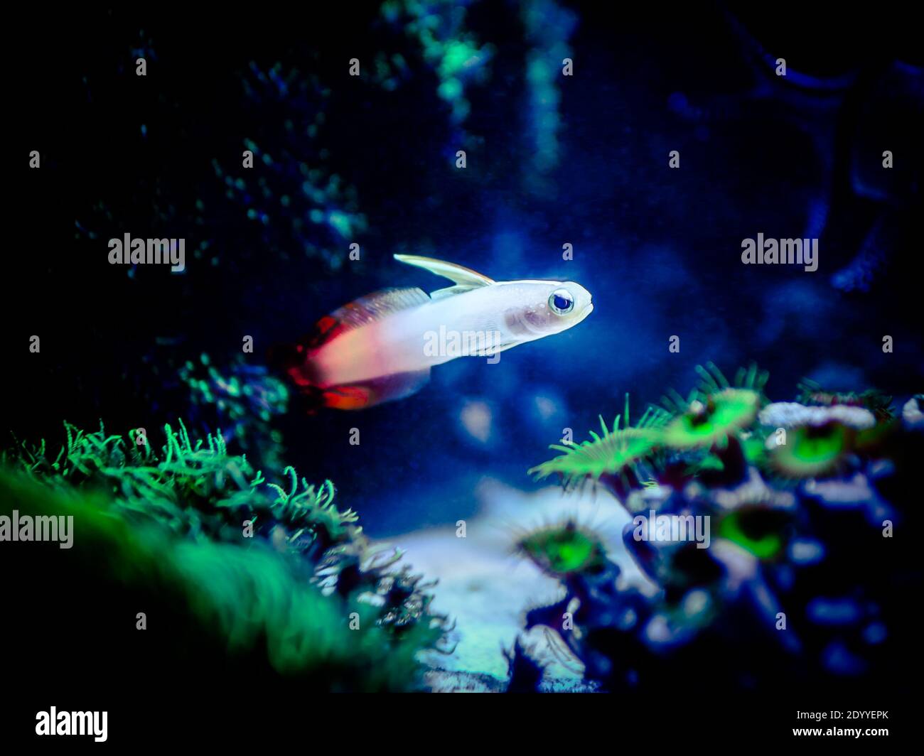 Fire goby (Nemateleotris magnifica) isolated in a reef tank Stock Photo ...