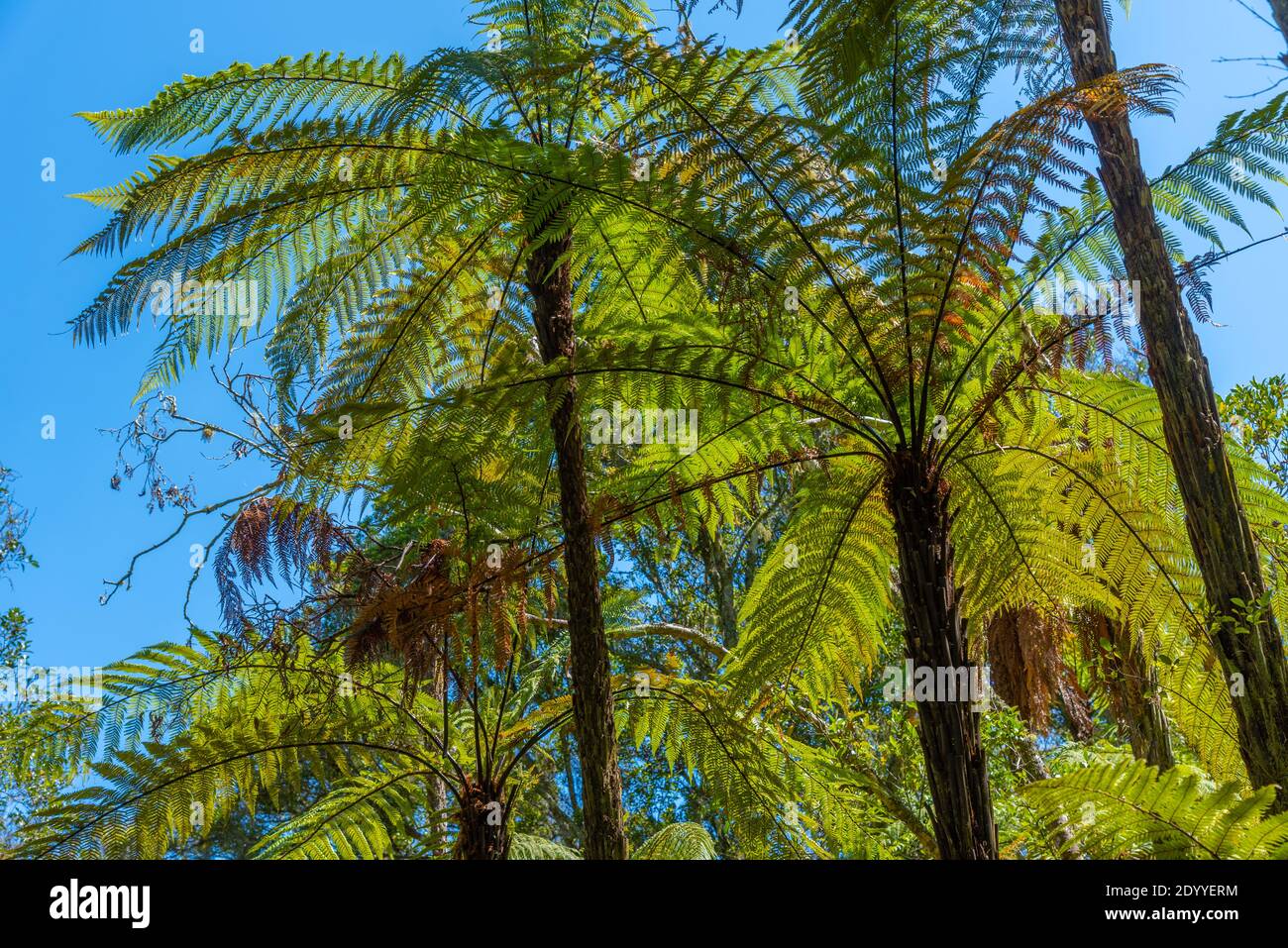 Silver tree fern in New Zealand Stock Photo - Alamy
