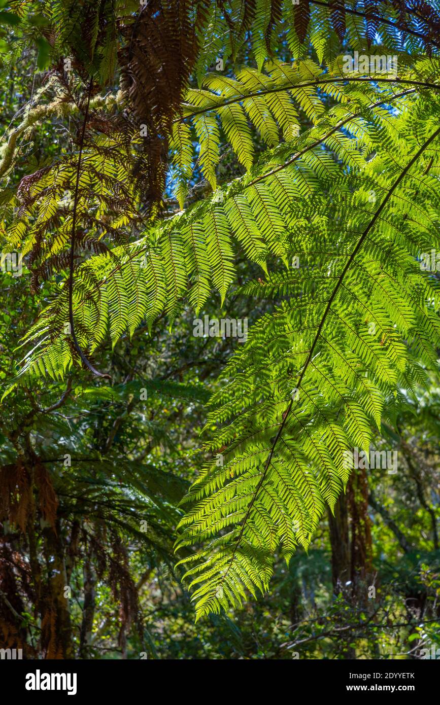 Silver tree fern in New Zealand Stock Photo - Alamy
