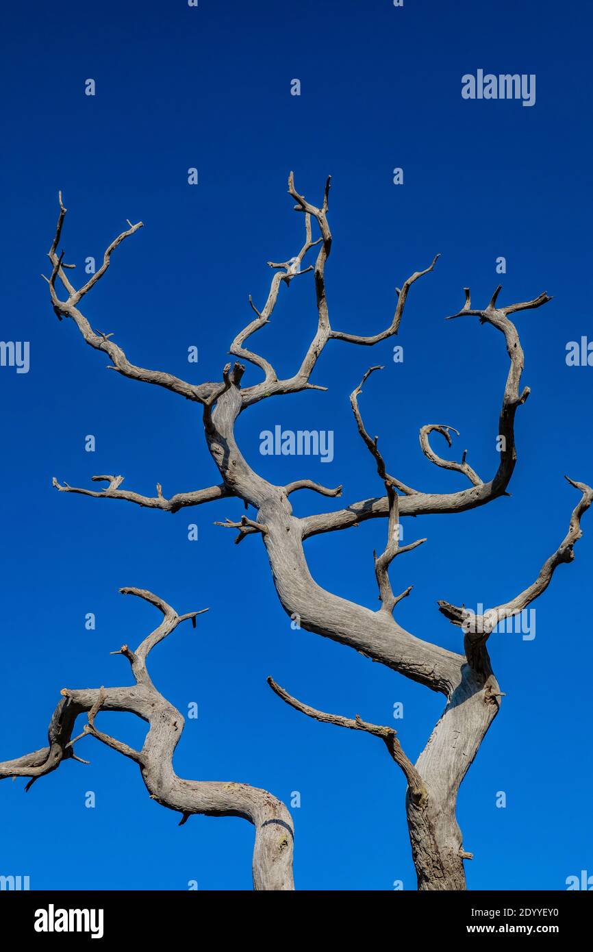 Juniper trail hi-res stock photography and images - Alamy