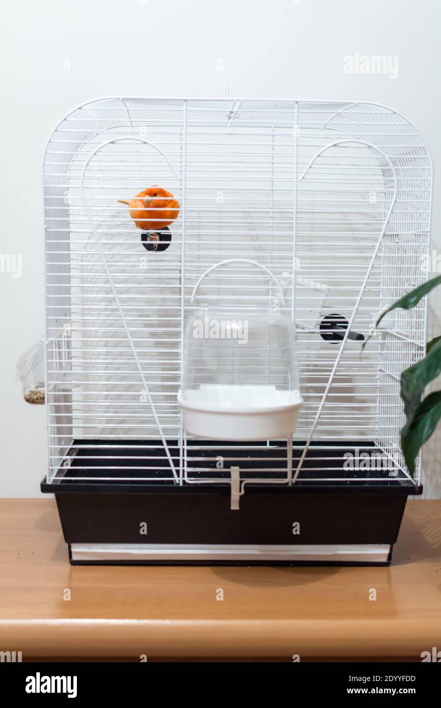 Red canary in a white cage Stock Photo - Alamy