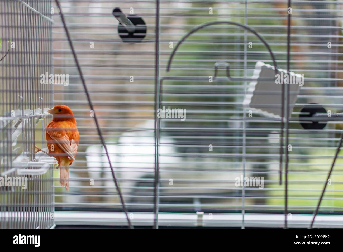 Red canary in a white cage Stock Photo - Alamy