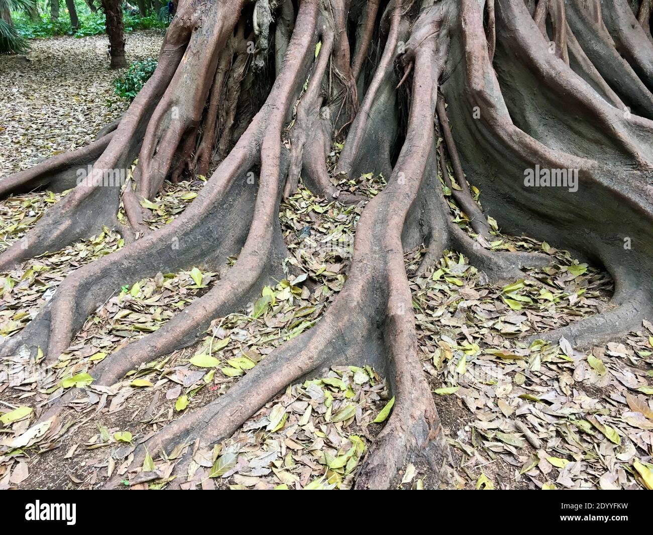 roots of an old tree Stock Photo - Alamy