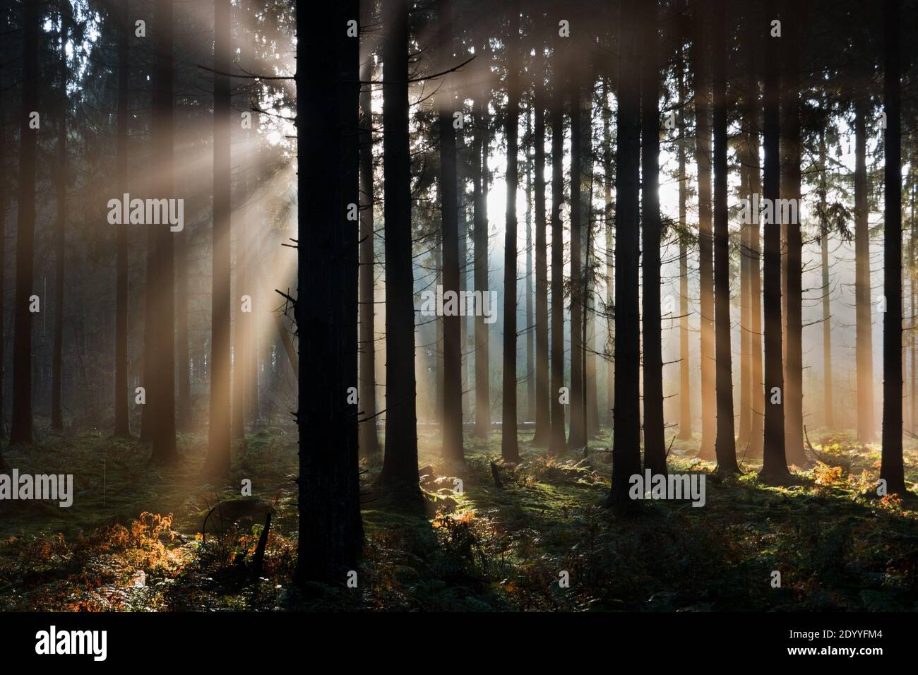 Fairytale forest: sunrays in dark pine forest Stock Photo - Alamy