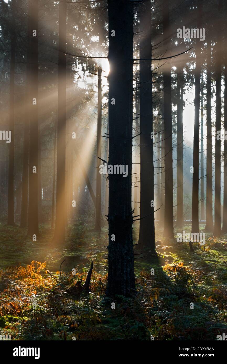 Fairytale forest: sunrays in dark pine forest Stock Photo - Alamy