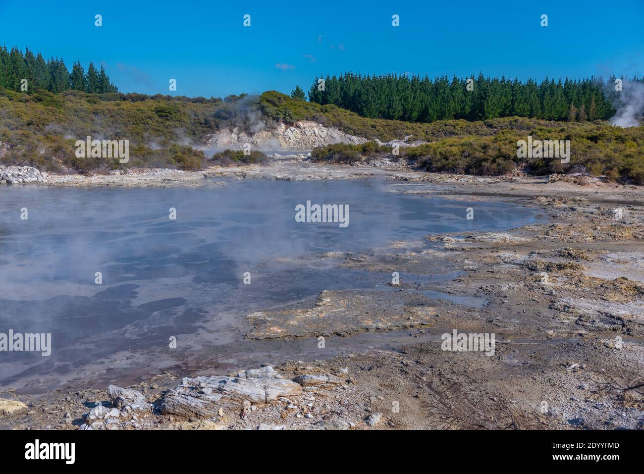 Hell's Gate Geothermal Reserve in New Zealand Stock Photo - Alamy