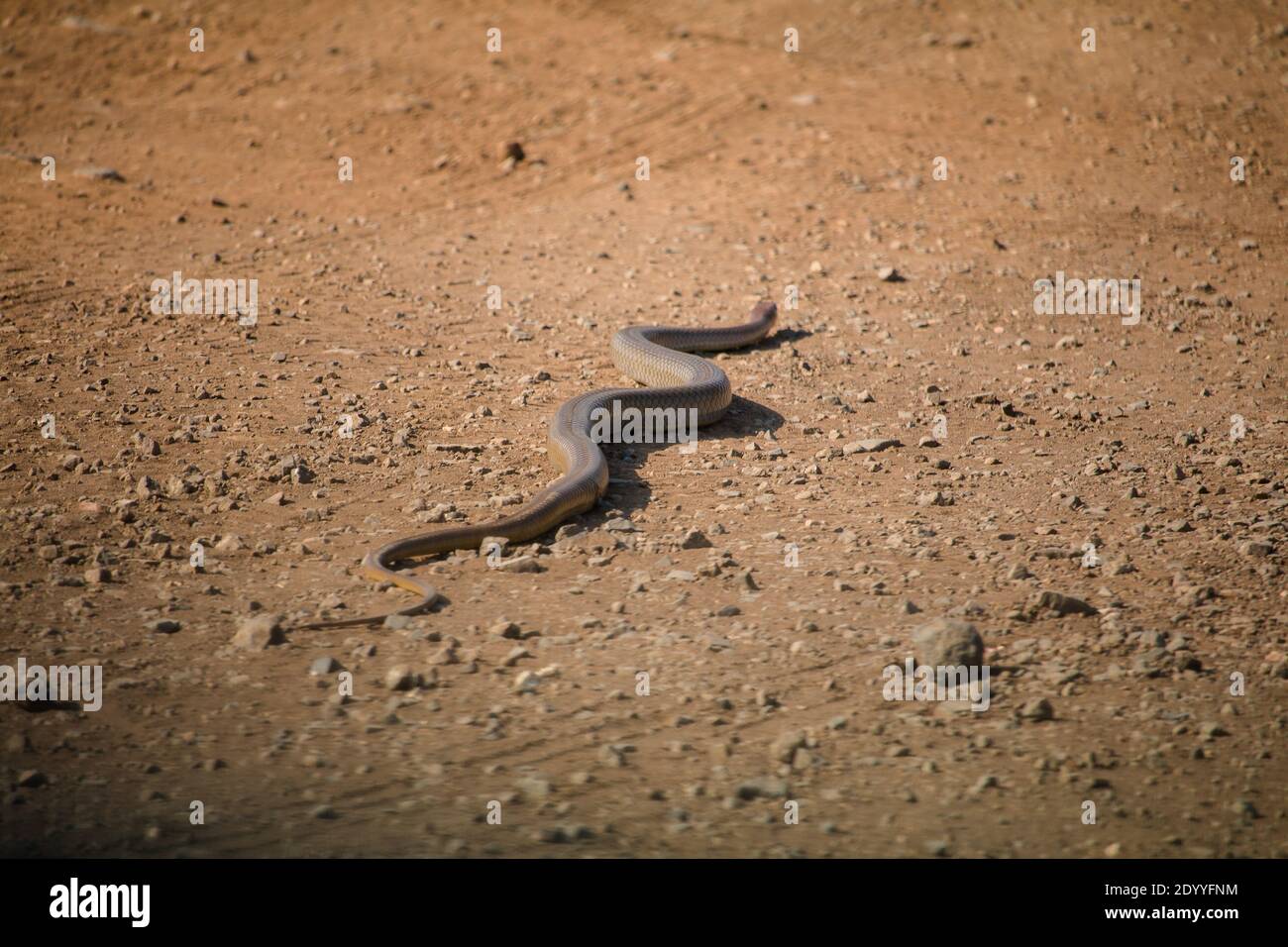 Black mamba snake africa hi-res stock photography and images - Alamy
