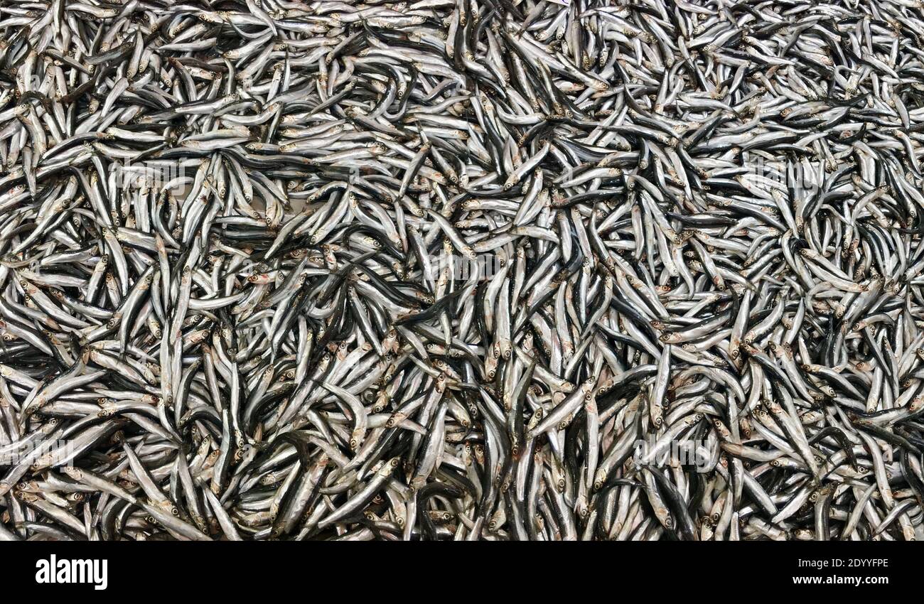 Hamsi fish hi-res stock photography and images - Alamy