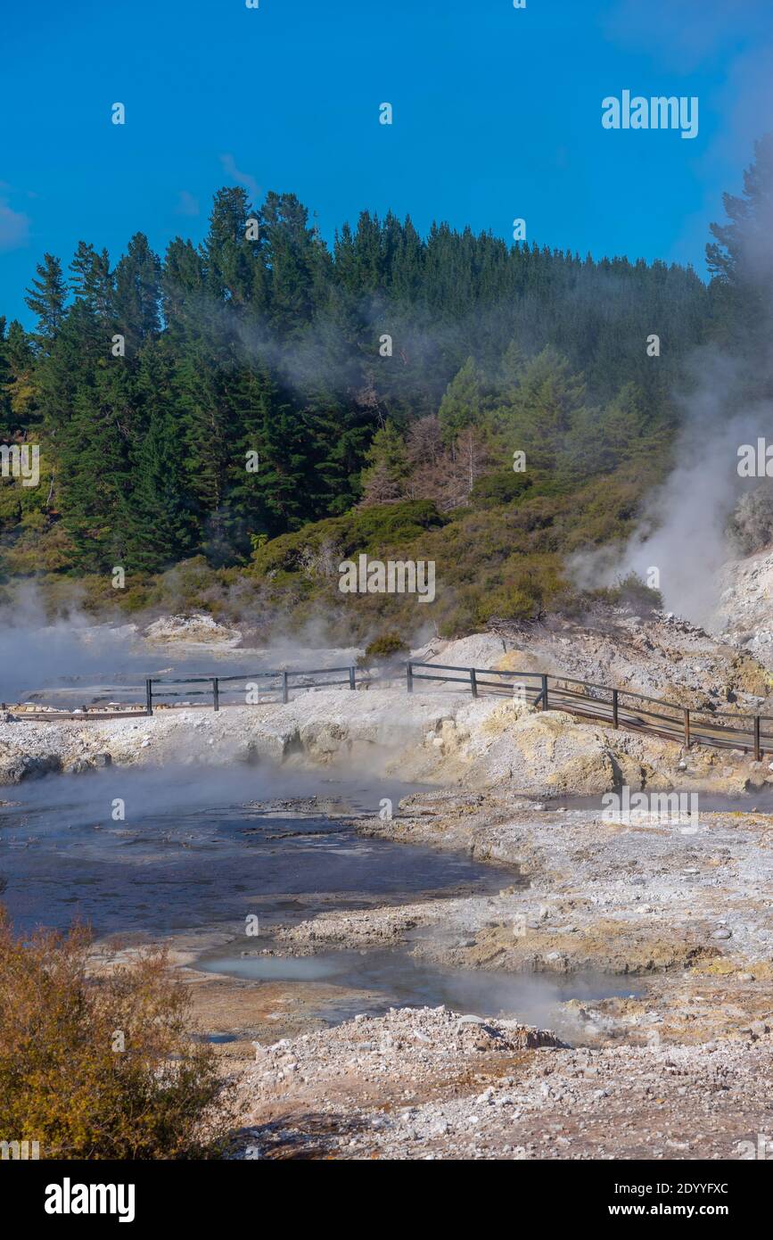Hell's Gate Geothermal Reserve in New Zealand Stock Photo - Alamy