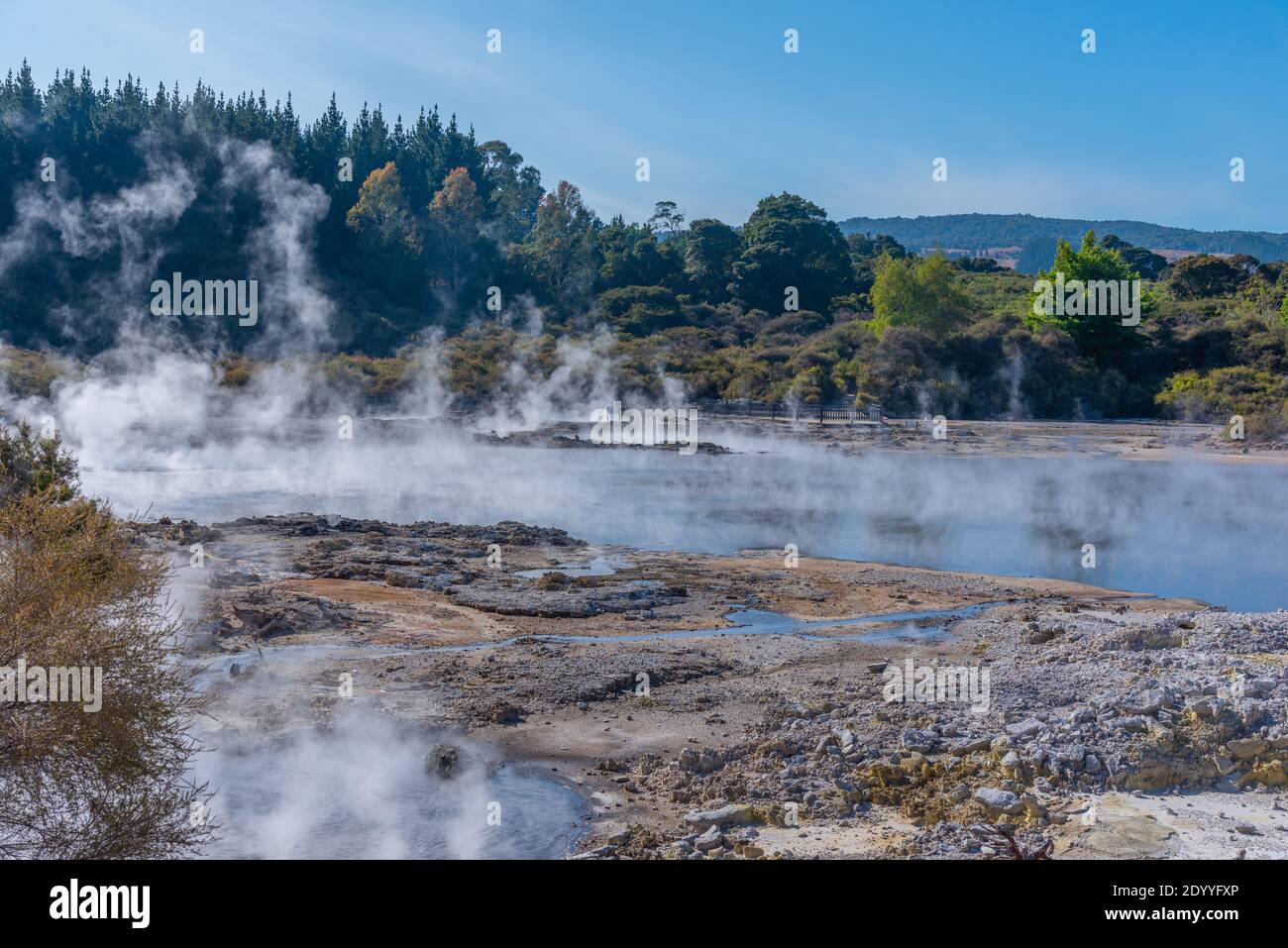 Hell's Gate Geothermal Reserve in New Zealand Stock Photo - Alamy