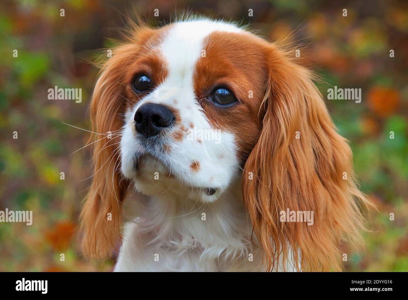 Cavalier King Charles Spaniel, Cardiff, Wales, UK Stock Photo - Alamy