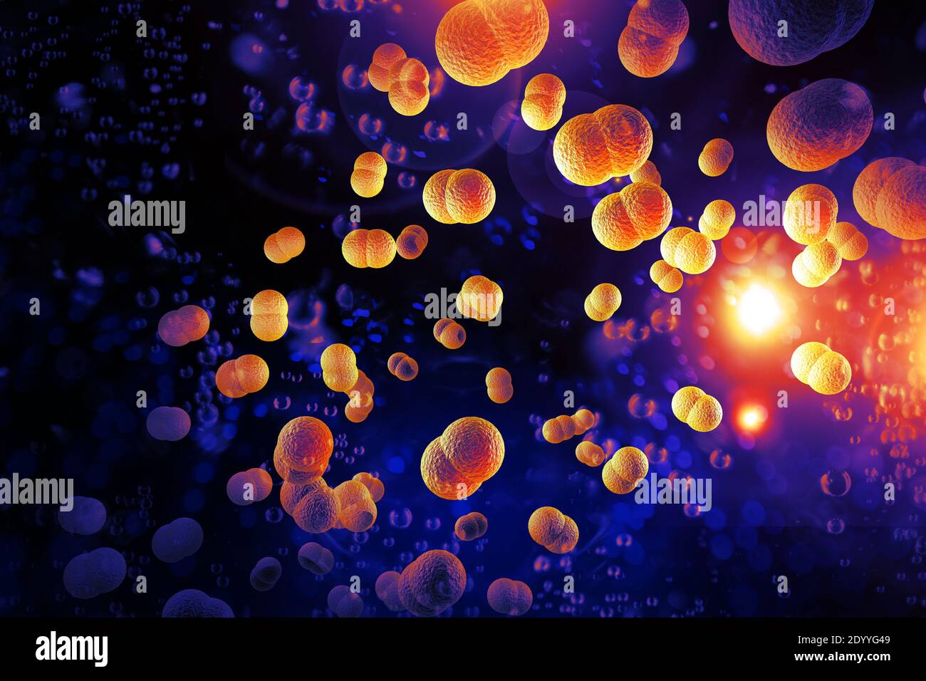 Microscope close up of meningitis bacteria, also known as meningococcus ...