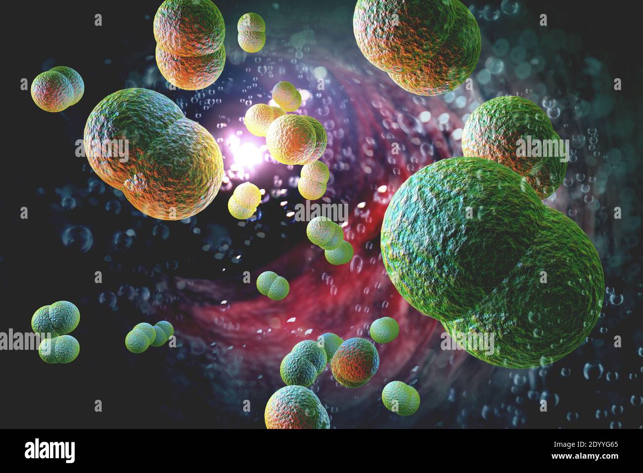 Microscope close up of meningitis bacteria, also known as meningococcus ...
