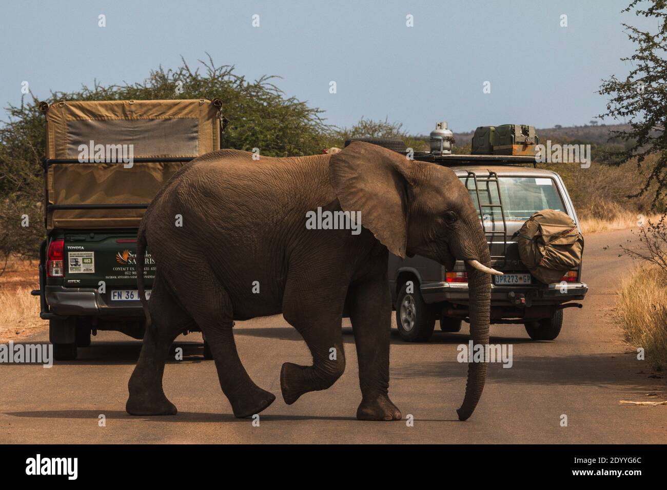 An elephant crossing the street surrounded by cars on safari in South ...
