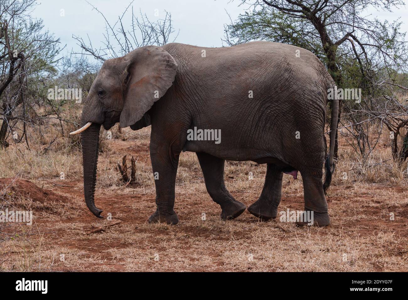 Profile of an elephant in South Africa Stock Photo - Alamy