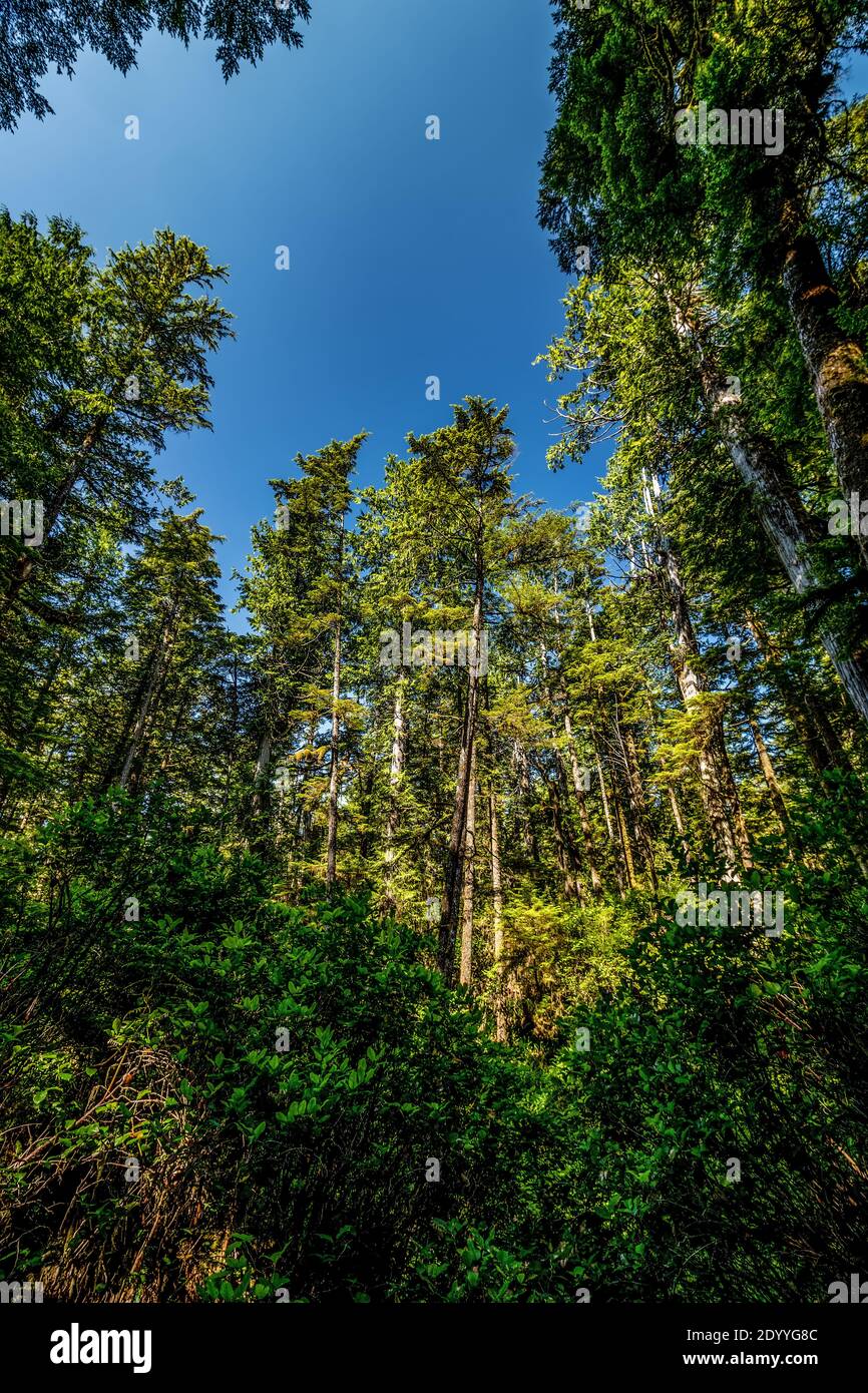 Tall rainforest trees try to get to the sky - Pacific Rim rain forest ...