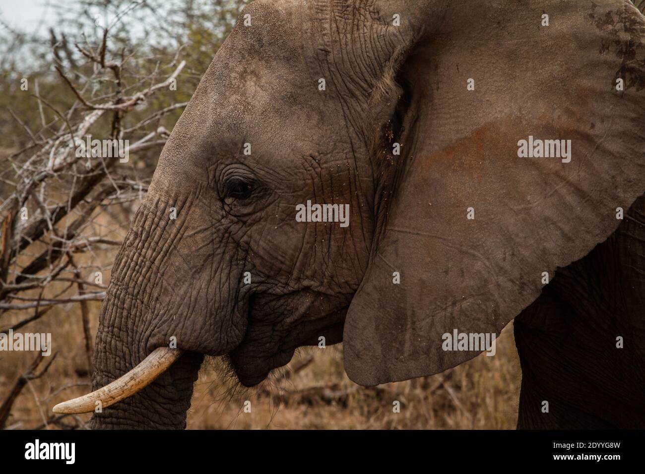 Closeup portrait of an elephant's profile Stock Photo - Alamy