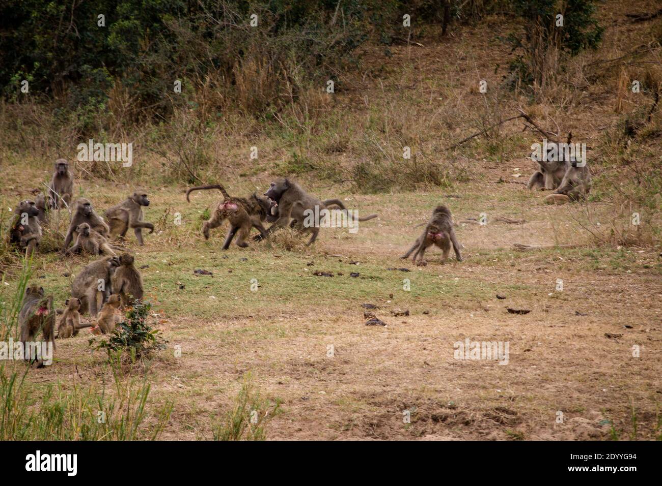 Fighting baboons High Resolution Stock Photography and Images - Alamy