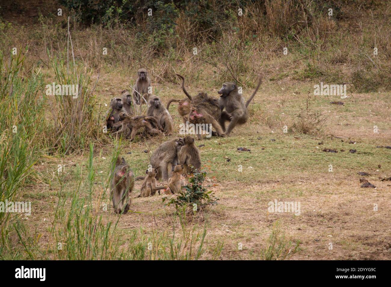 Baboons fighting on safari in Kruger Park Stock Photo - Alamy