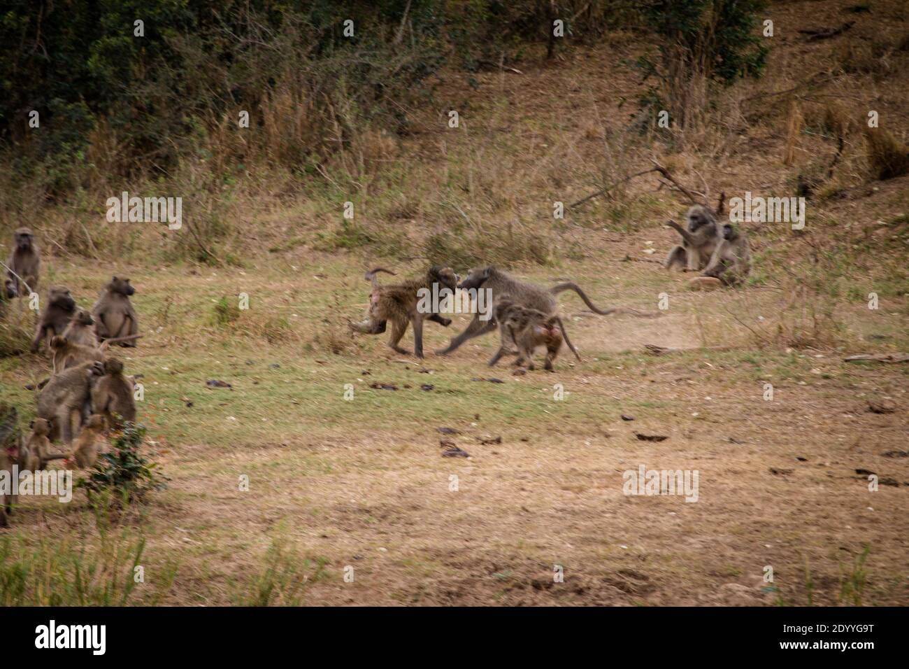 Baboons fighting on safari in South Africa Stock Photo - Alamy