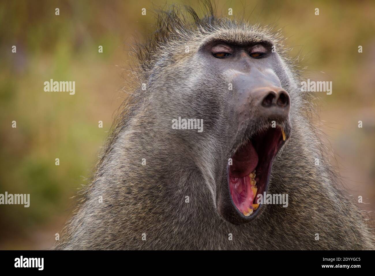Portrait of a baboon yawning in Kruger Park Stock Photo - Alamy