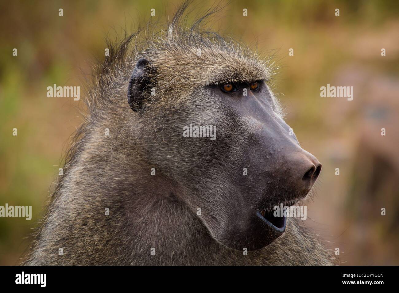 Portrait of a baboon looking surprised Stock Photo - Alamy
