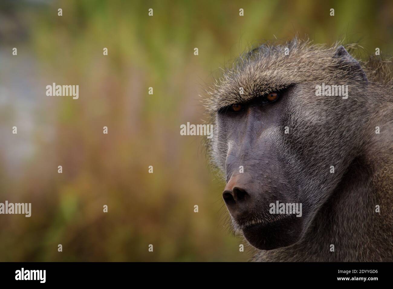 Serious baboon hi-res stock photography and images - Alamy