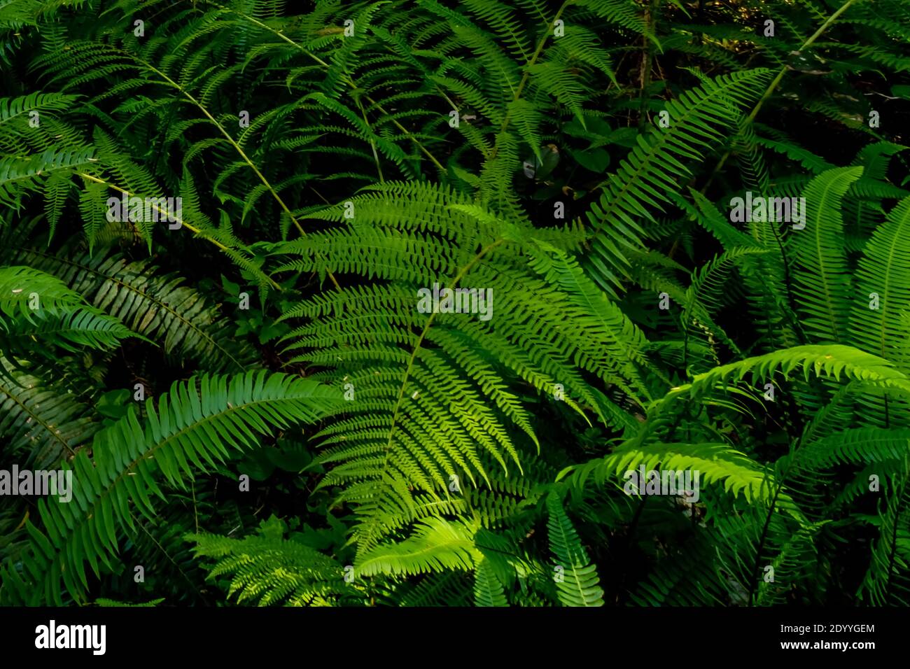 Up close with the forest wild ferns - Pacific Rim rain forest, BC ...