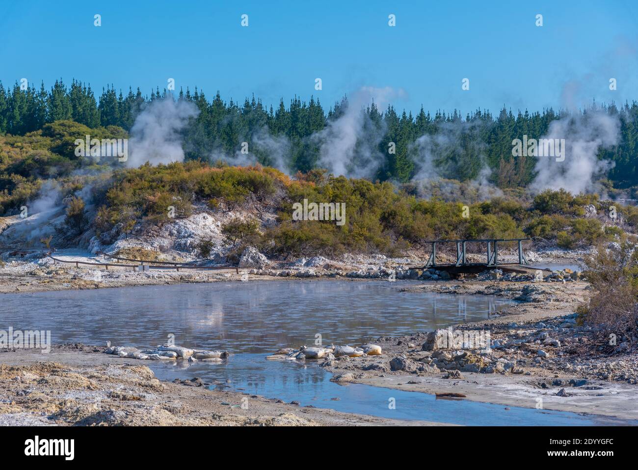 Hell's Gate Geothermal Reserve in New Zealand Stock Photo - Alamy