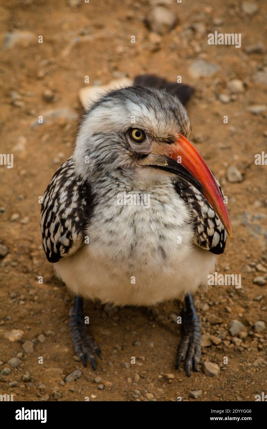 Red billed hornbill bird hi-res stock photography and images - Alamy