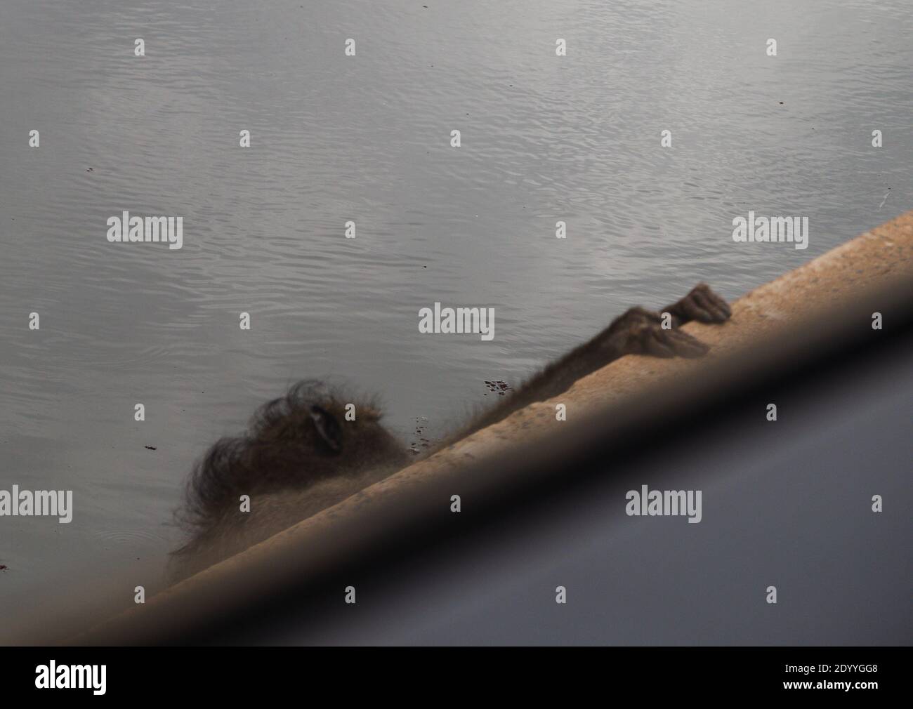 A baboon hanging onto the edge of a bridge over a body of water Stock ...