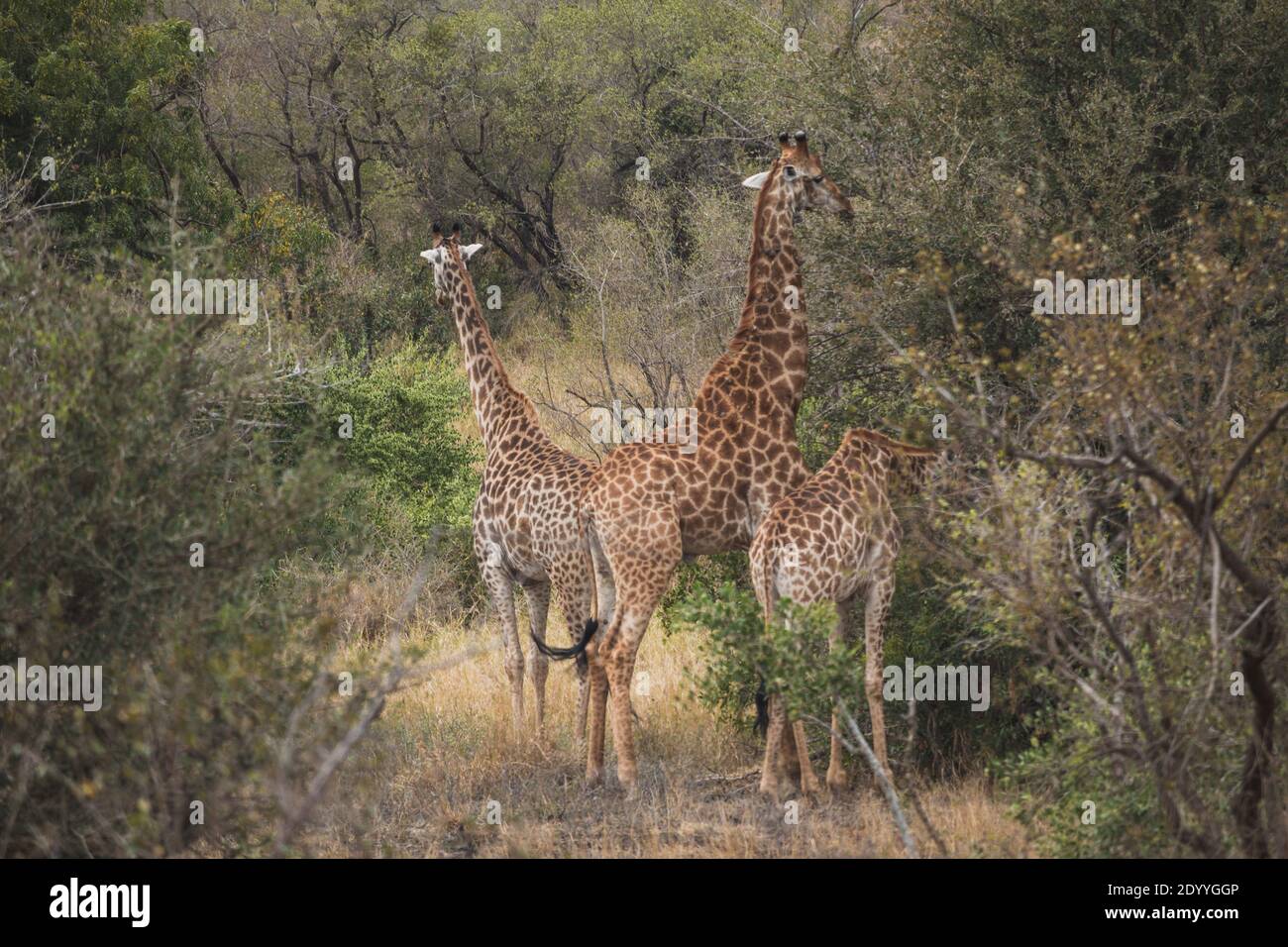 Group giraffes in bush in hi-res stock photography and images - Alamy
