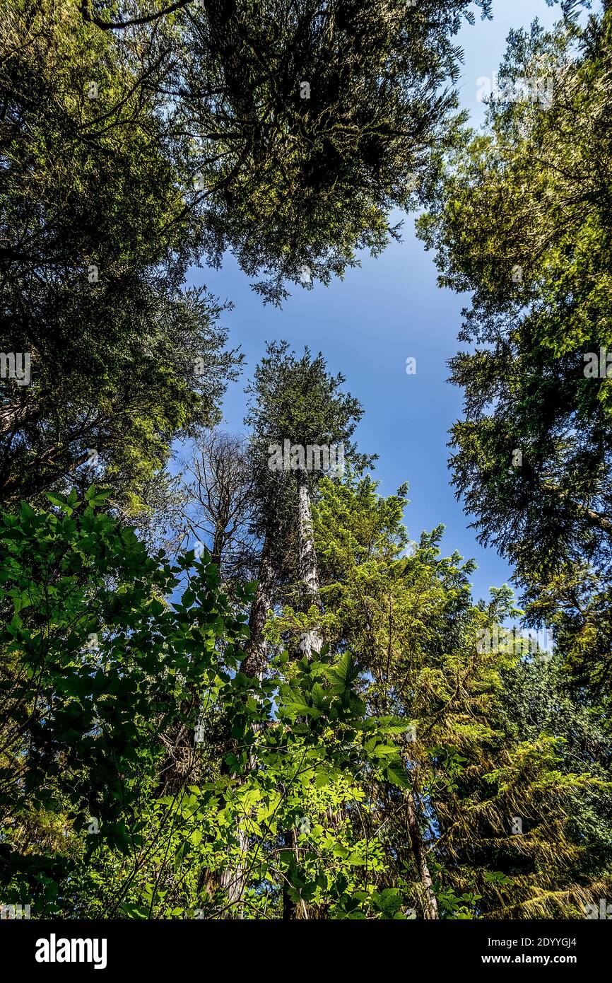 Pacific coast forest scenery - Pacific Rim rain forest, BC, Canada. The ...
