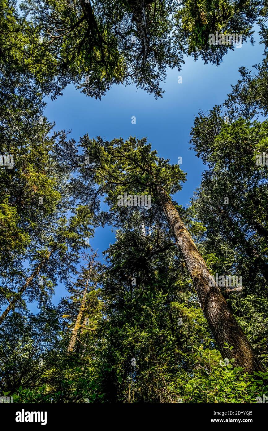 Standing 300 feet tall for more than a thousand years - Pacific rain ...