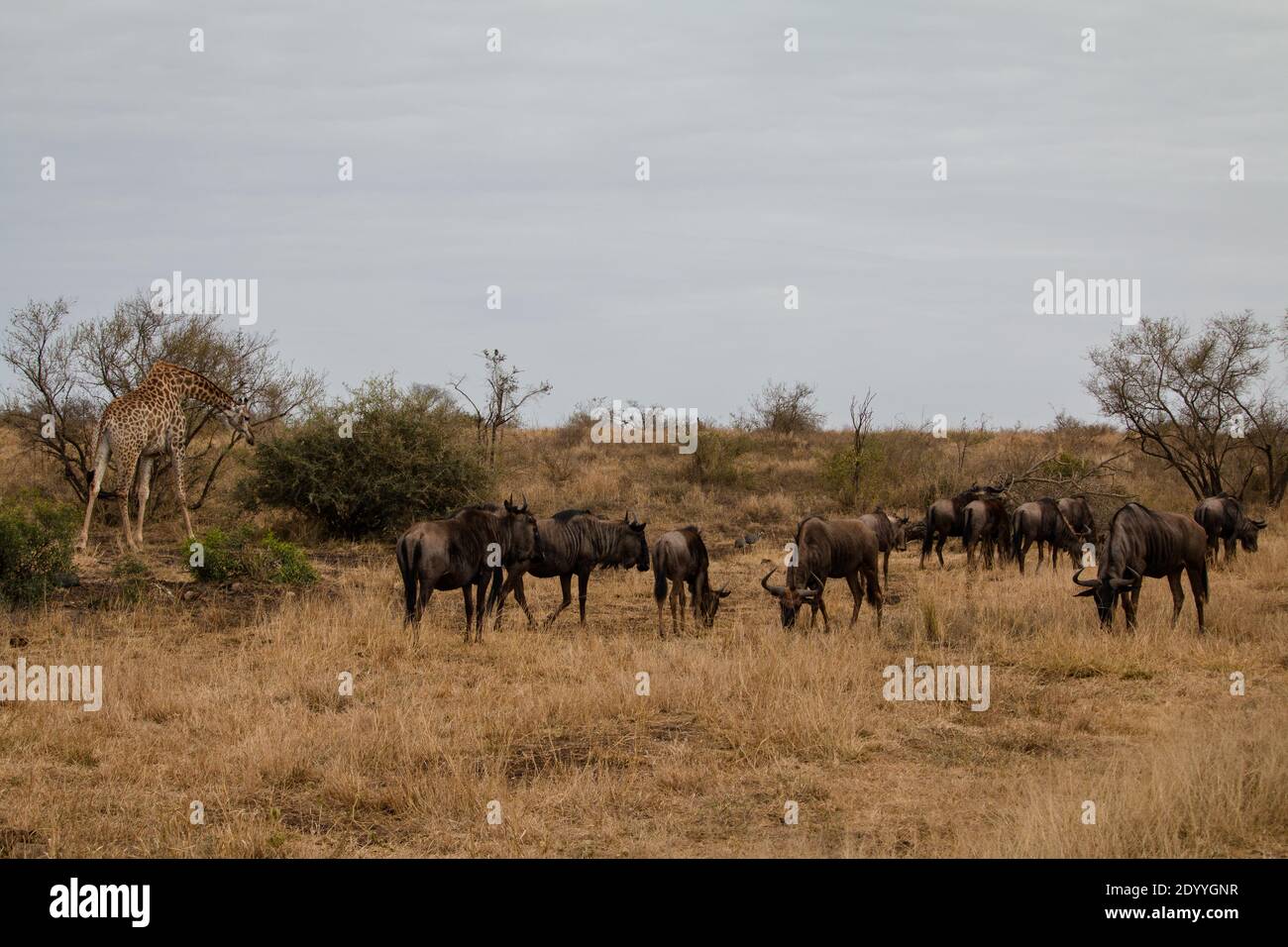 A giraffe and a herd of wildebeest in the bush in South Africa Stock ...
