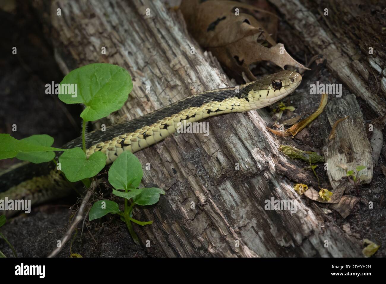 An Eastern Garter Snake searches for a meal in the Glen Stewart Ravine ...