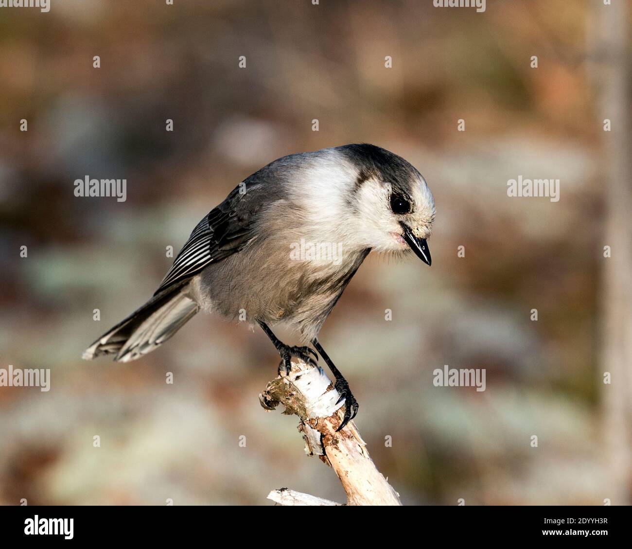 Grey Jay close-up profile view perched on a tree branch in its ...