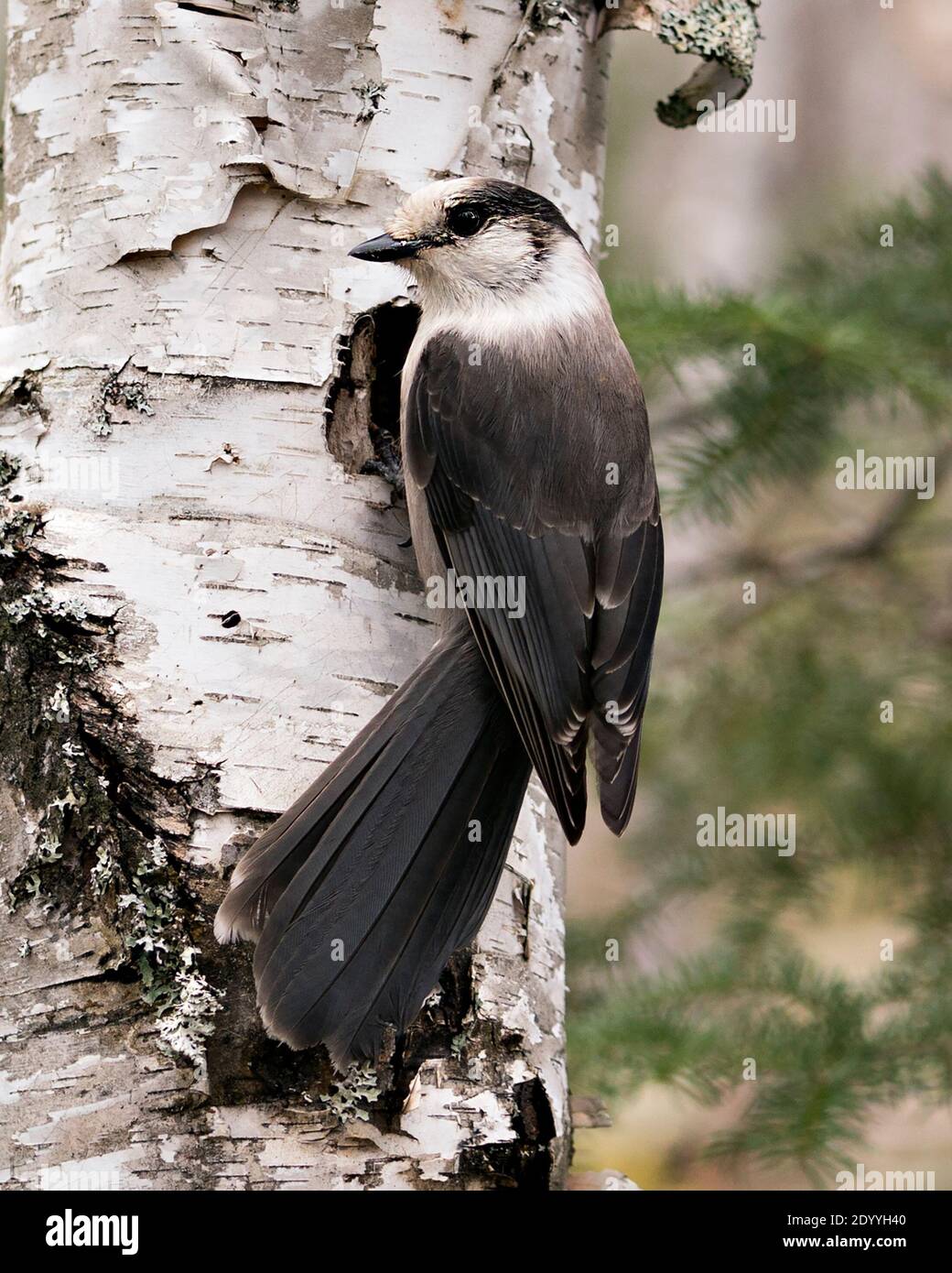 Grey jay bird head shot hi-res stock photography and images - Alamy