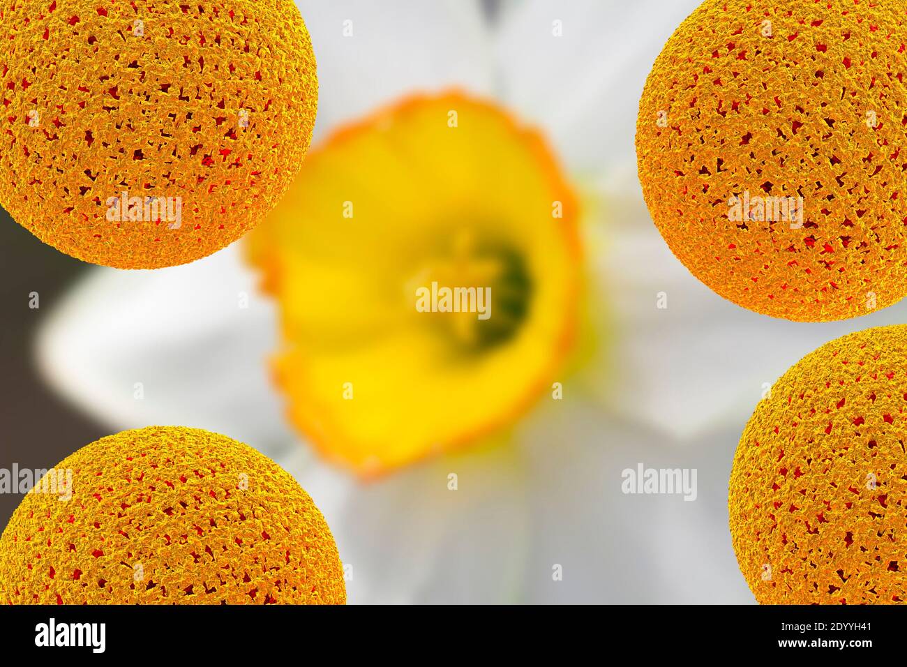 Closeup flower pollen grain particles for use for allergy background 3D ...